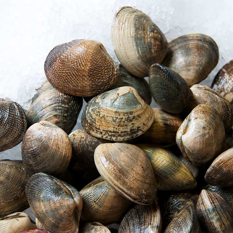 Manila Clams — Products | Pangea Shellfish Company